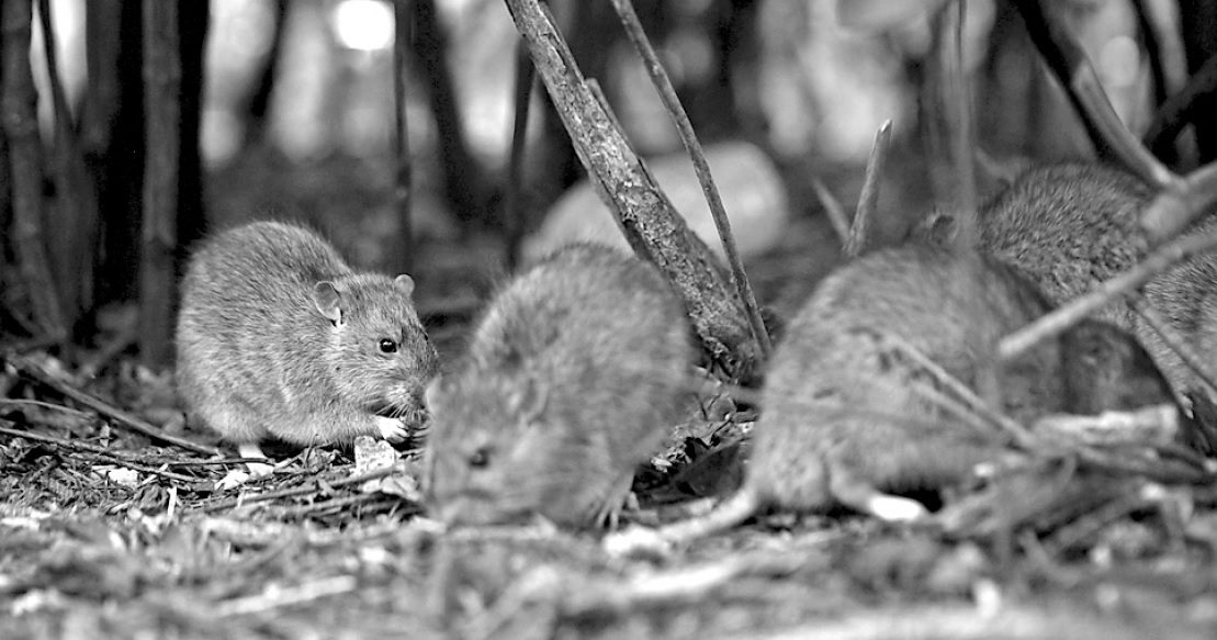 Invasion des rats à Paris - ISTAV FORMATION
