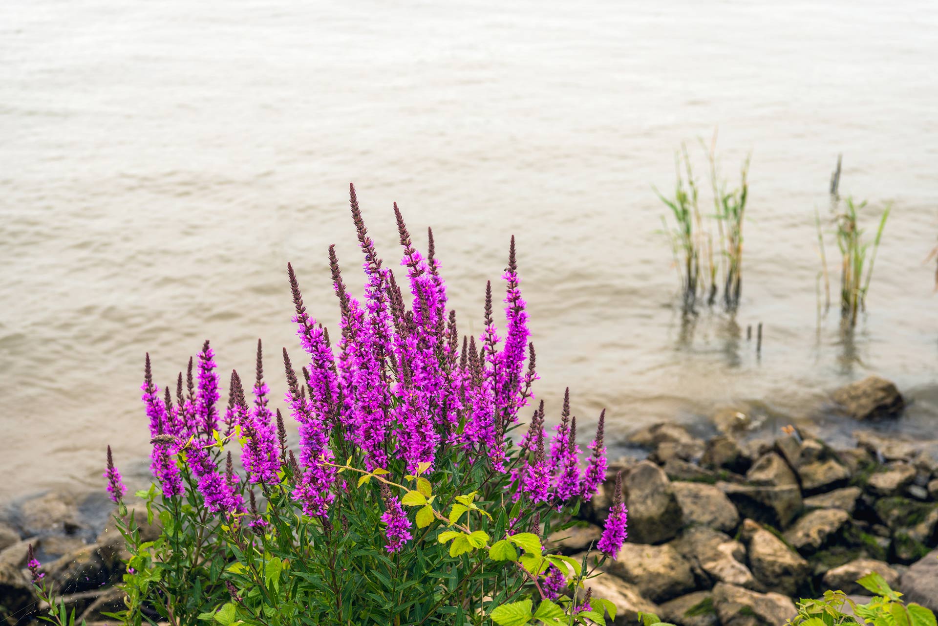 Biodiversité et espèces invasives - ISTAV FORMATION